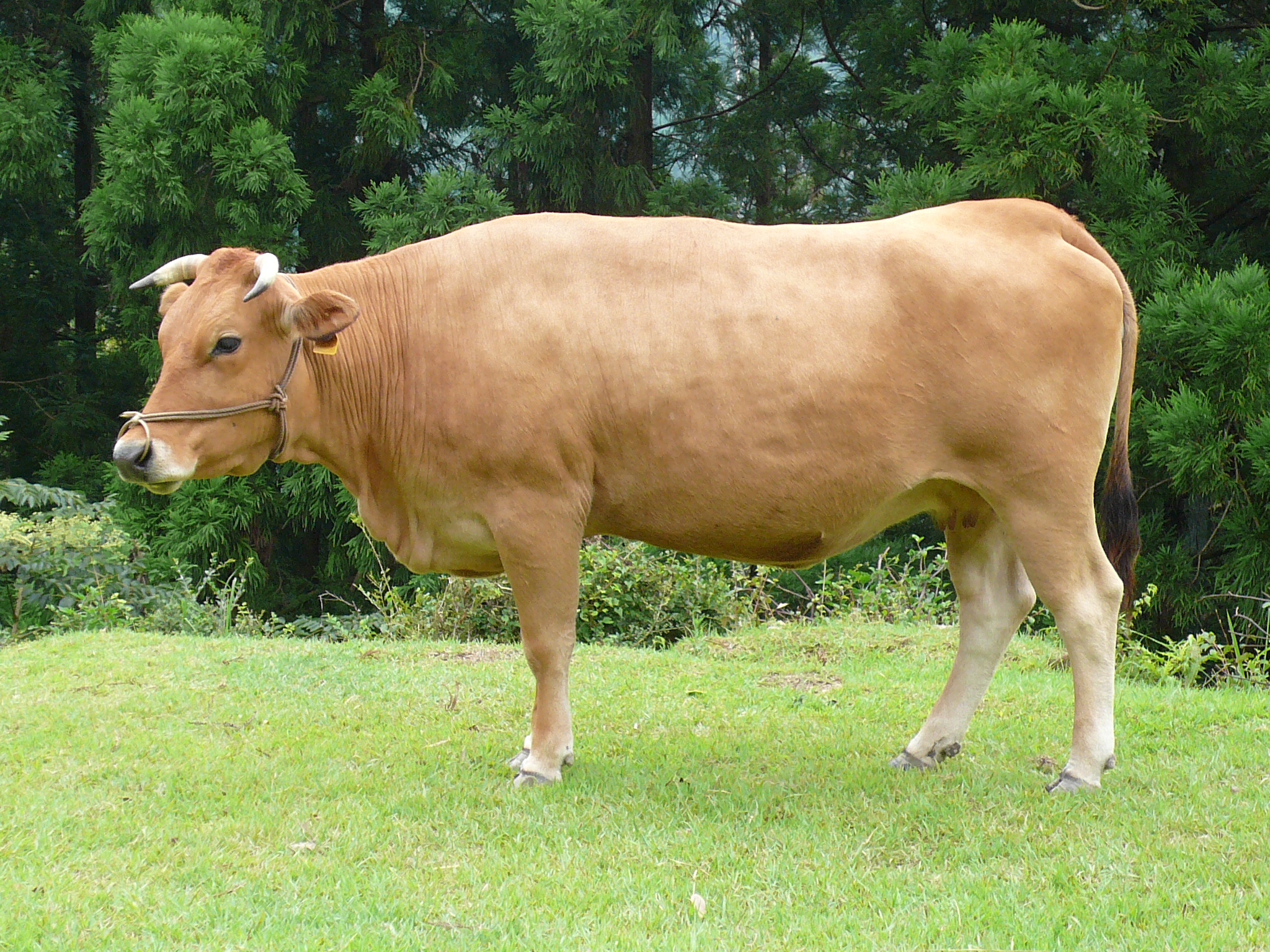 Tosa-akaushi Wagyu Japan Beef - EATOPIA